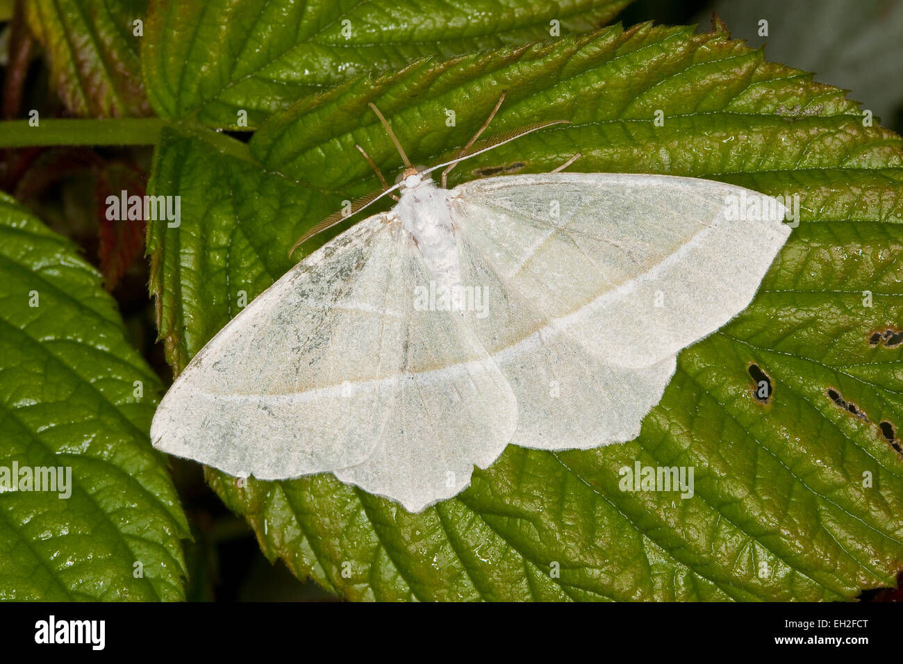 Light Emerald, Silberblatt, Silberblattspanner, Silberblatt-Spanner ...