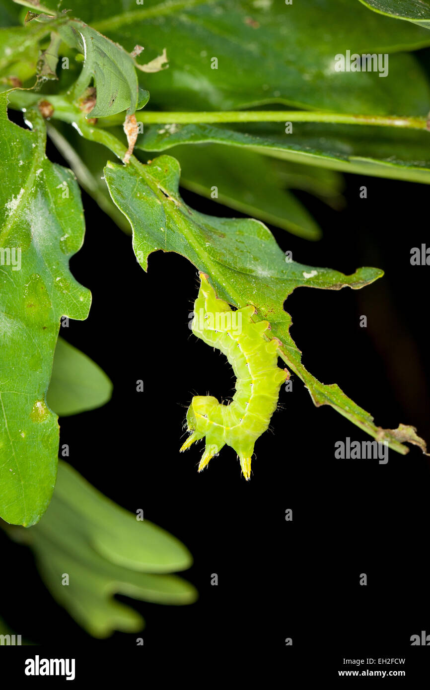 Sprawler, caterpillar, Sphinxeule, Sphinx-Eule, Herbst-Rauhaareule ...