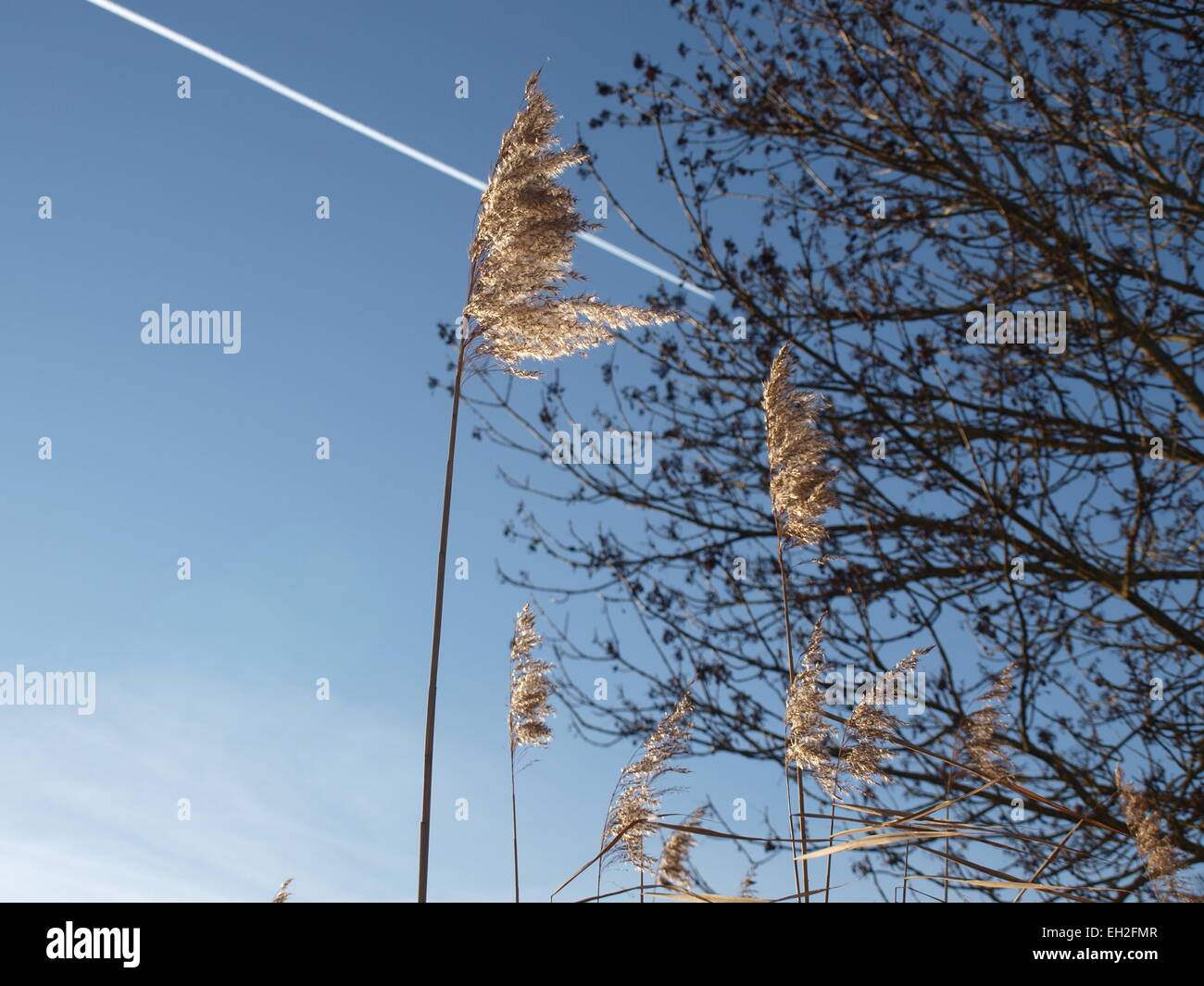 Reed trail hi-res stock photography and images - Alamy