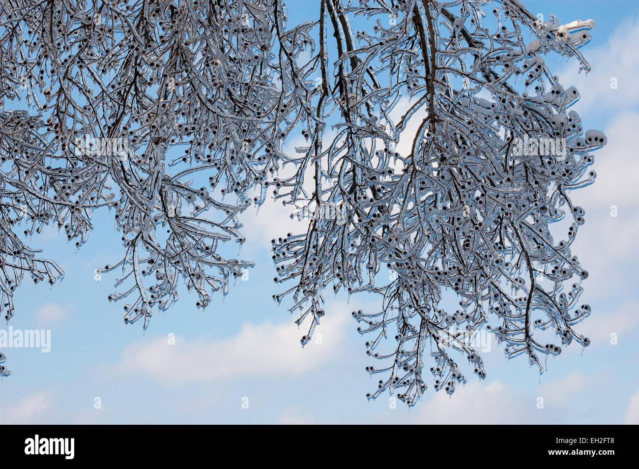 Ice on tree limbs hi-res stock photography and images - Alamy