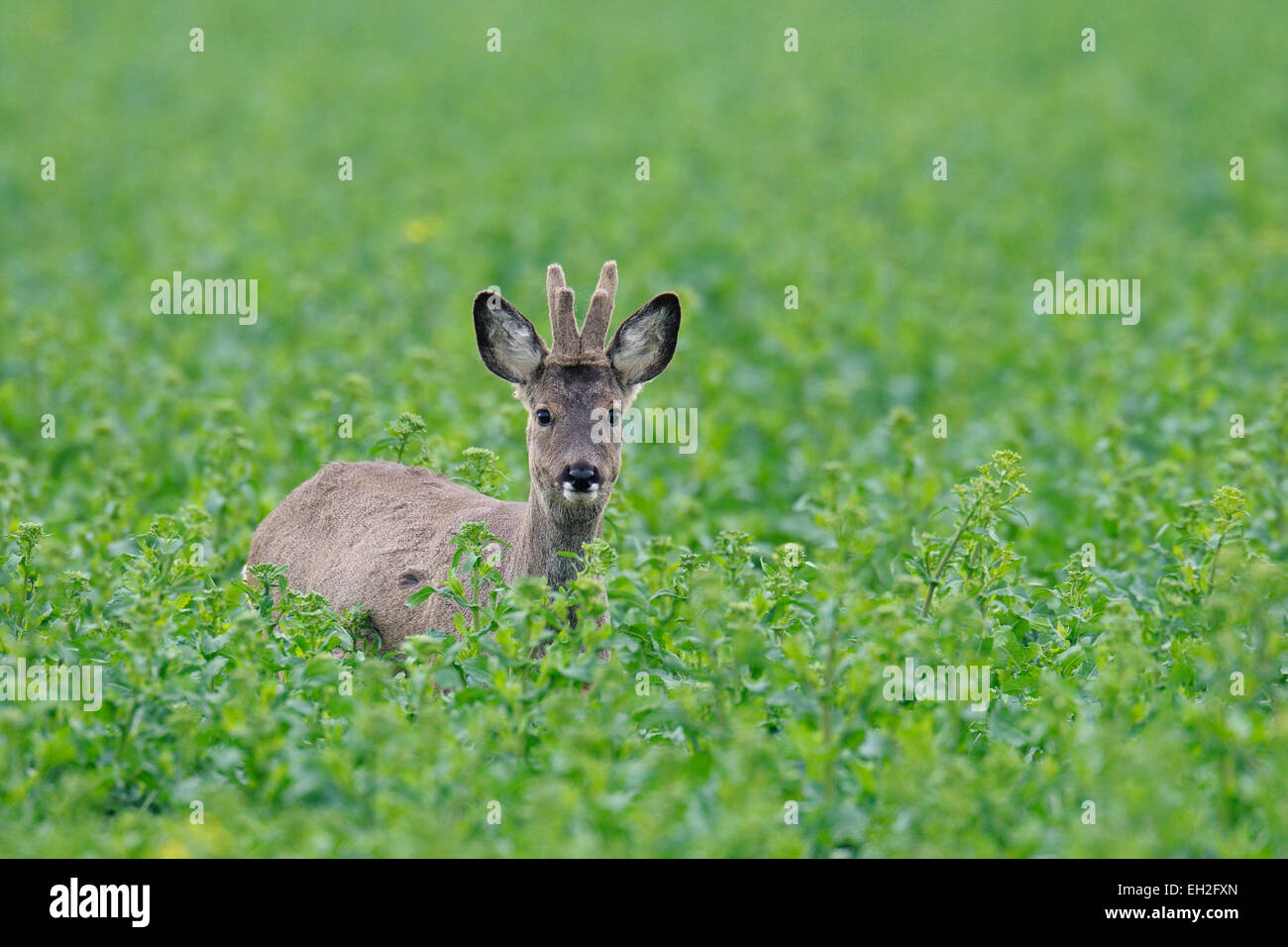 Roe Deer in Canola Field, Hesse, Germany Stock Photo - Alamy