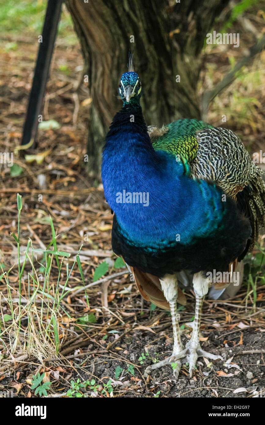 Blue green peacock walking hi-res stock photography and images - Alamy