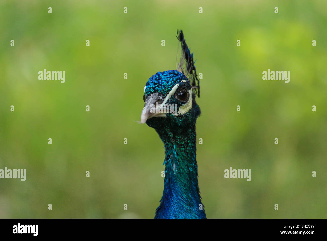 Peacock - eye Stock Photo - Alamy