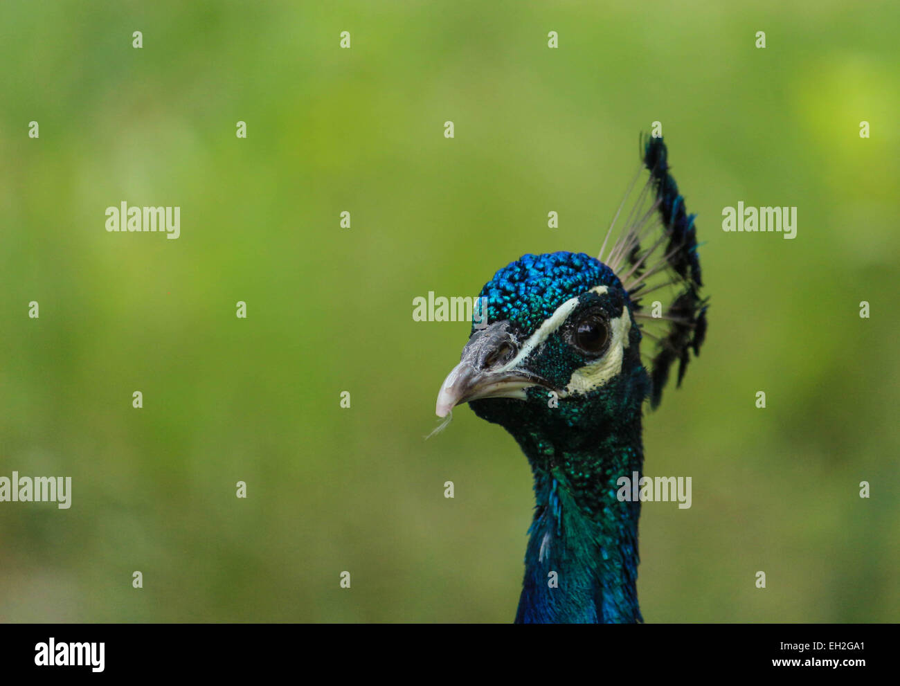 Peacock - eye Stock Photo - Alamy