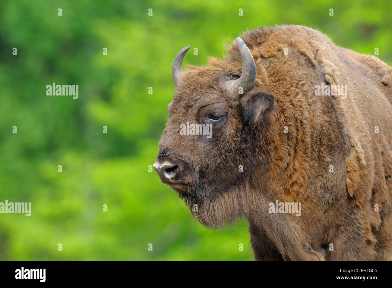 European Bison, Germany Stock Photo - Alamy