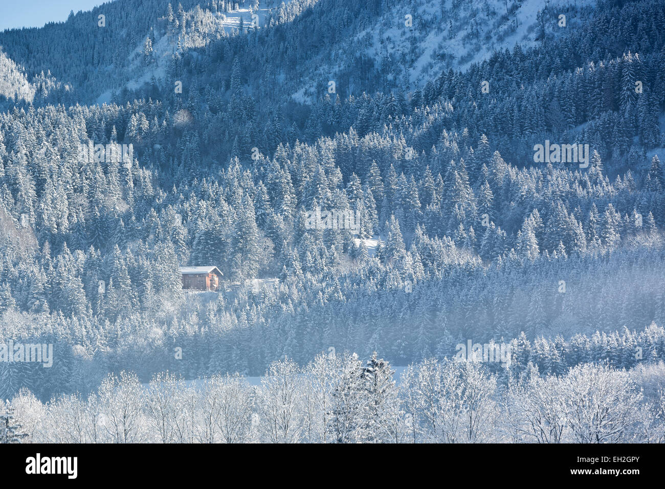 Alpine forest winter hi-res stock photography and images - Alamy