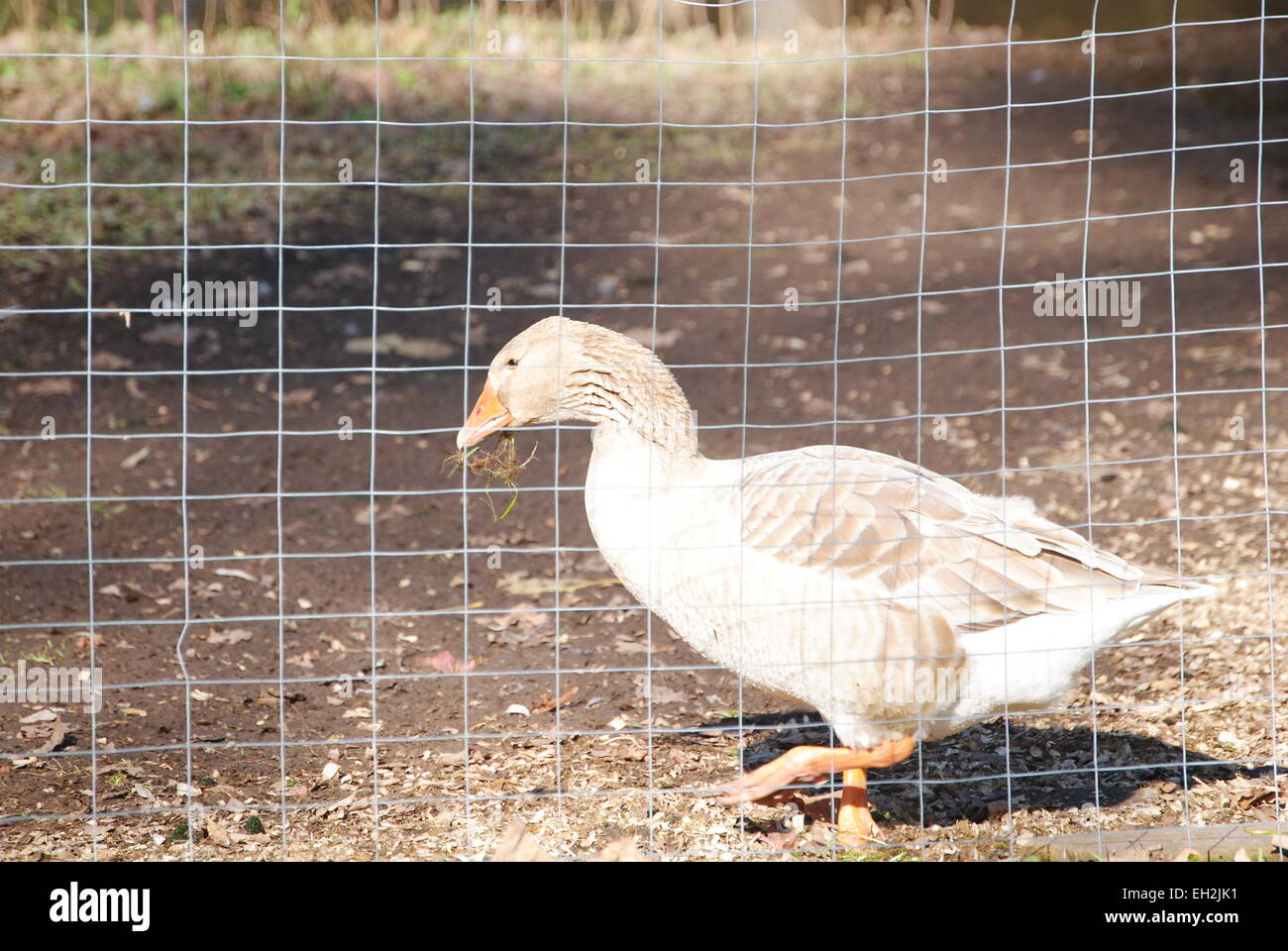 American buff goose hi-res stock photography and images - Alamy