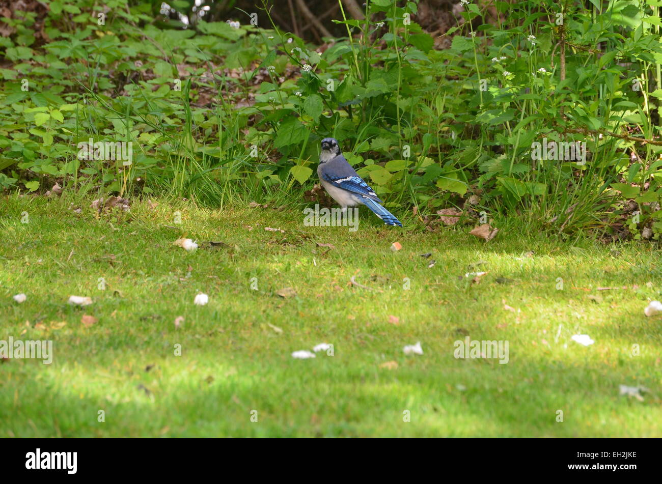 Jays eating hi-res stock photography and images - Alamy