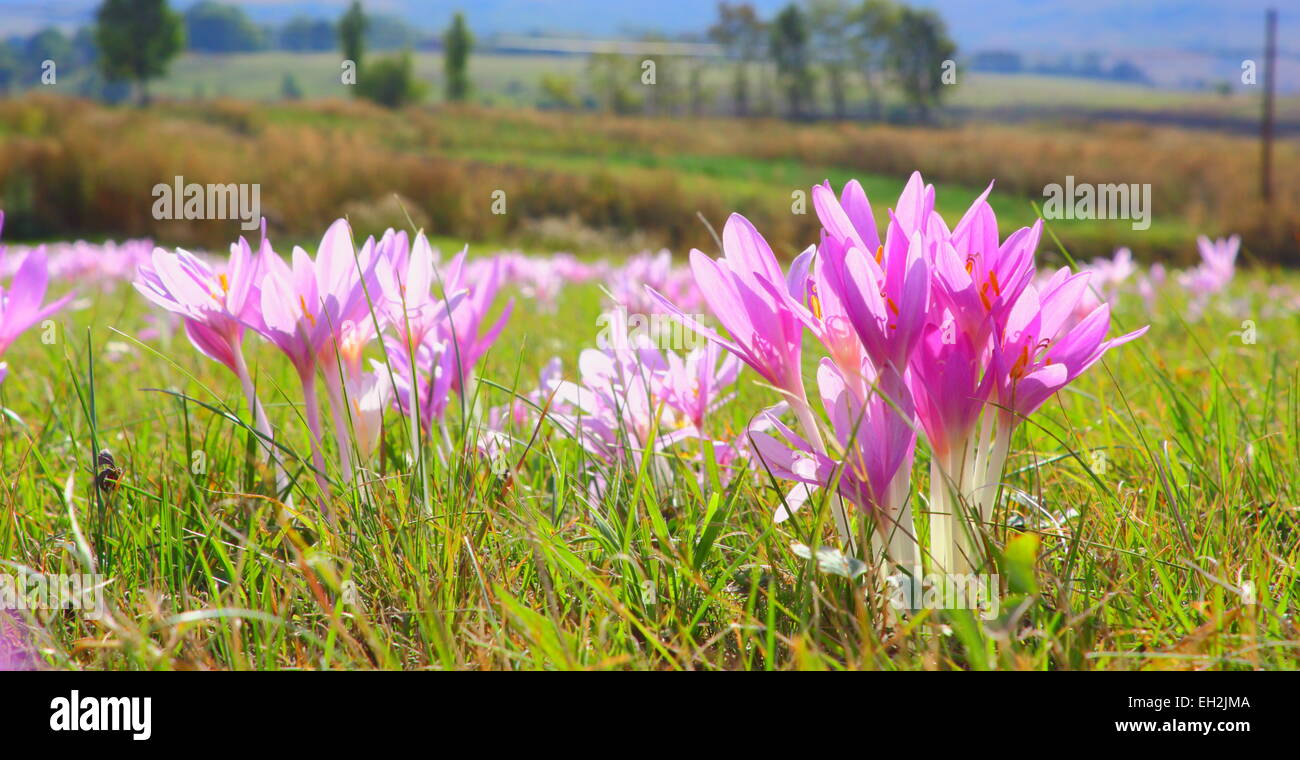 detail of an autumn crocus (colchicum autumnale) in the field Stock ...