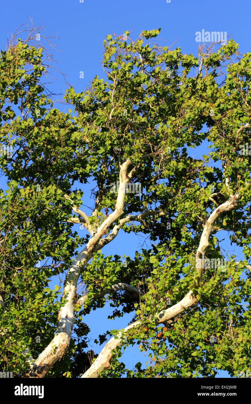 platanus orientalis - old plane tree branches over blue Stock Photo - Alamy