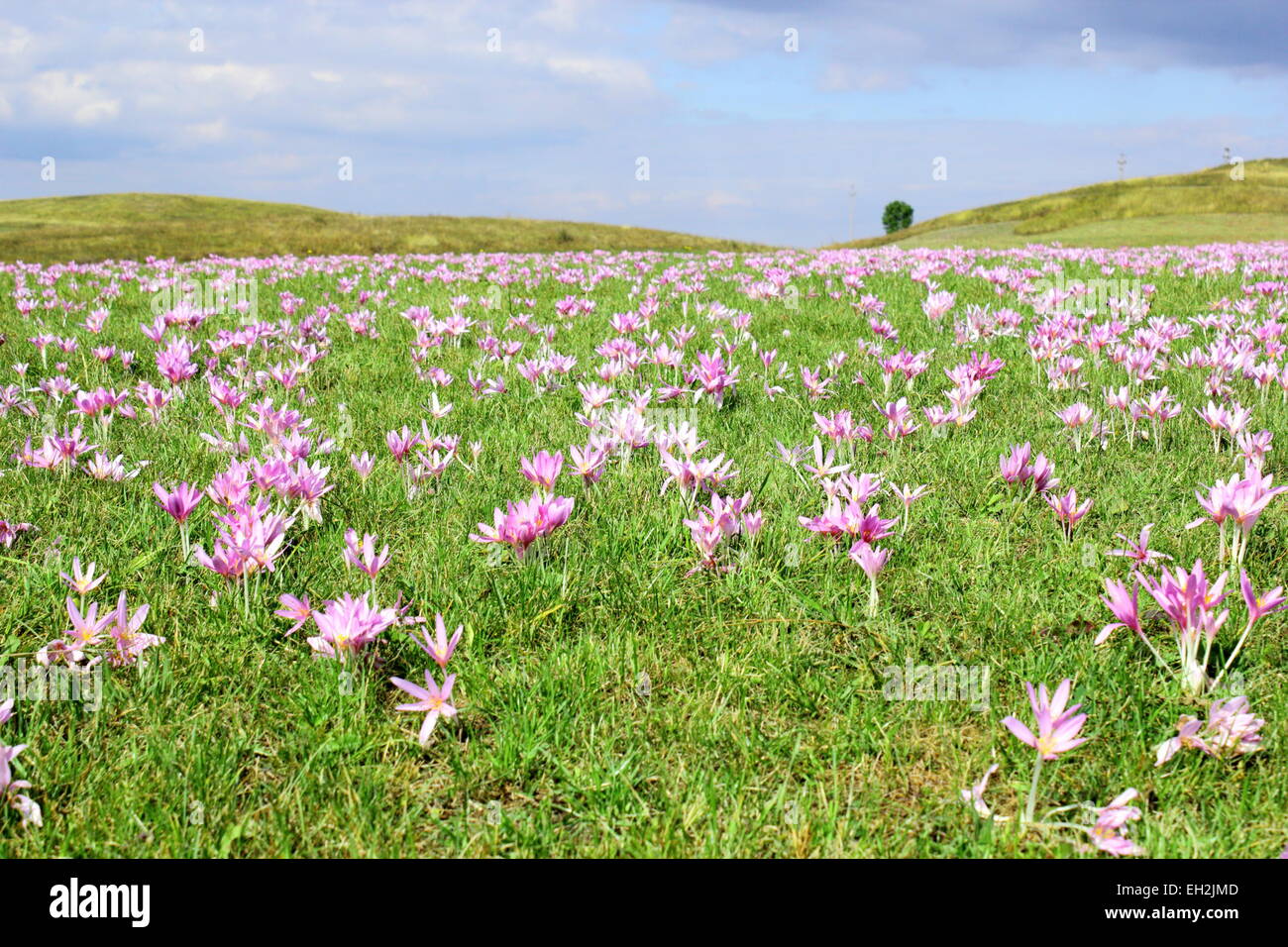 Plant purple autumn crocus hi-res stock photography and images - Alamy