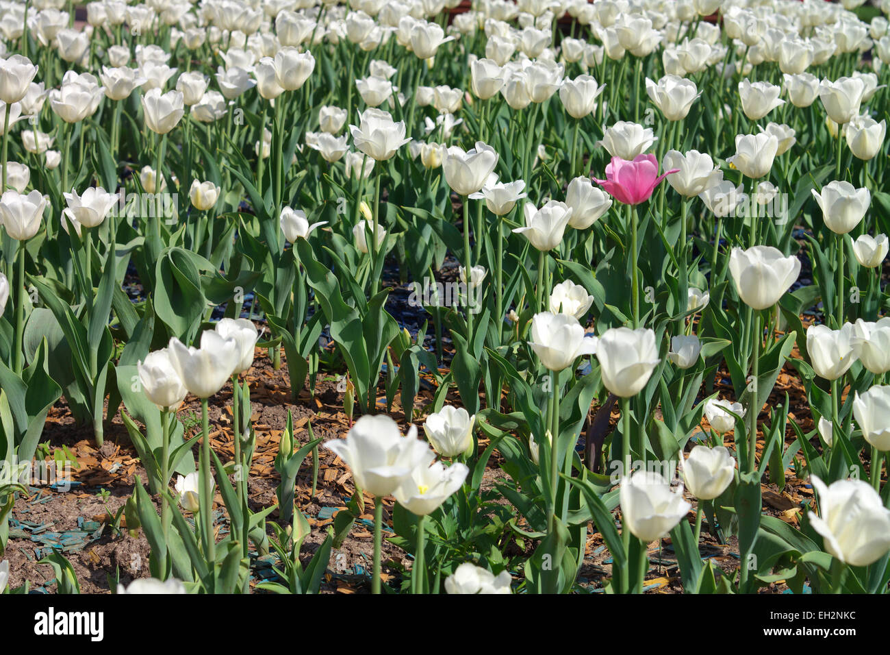 White Tulip at Spring Stock Photo - Alamy