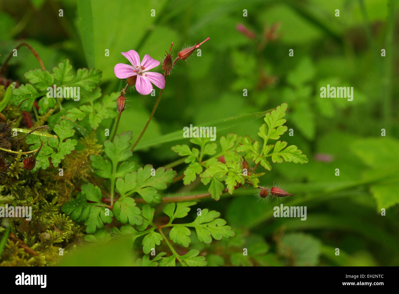 Herb Robert - Geranium robertianum Stock Photo - Alamy