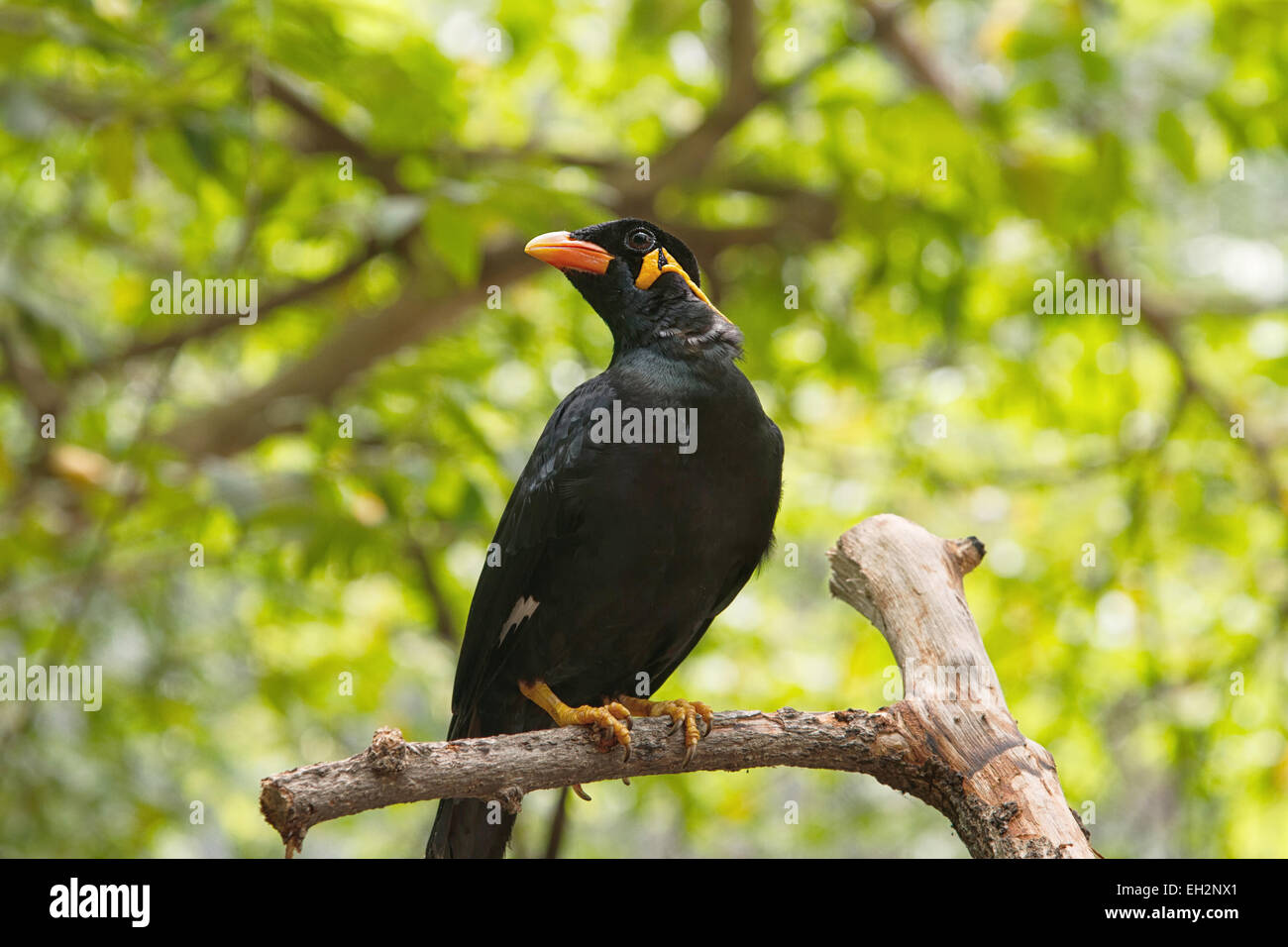 Portrait of a hill mynah bird Stock Photo - Alamy