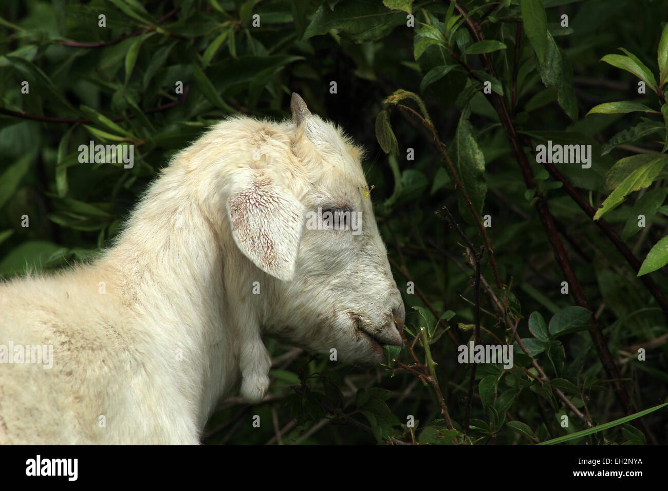 A young goat in a pasture on a farm in Cotacachi, Ecuador Stock Photo ...