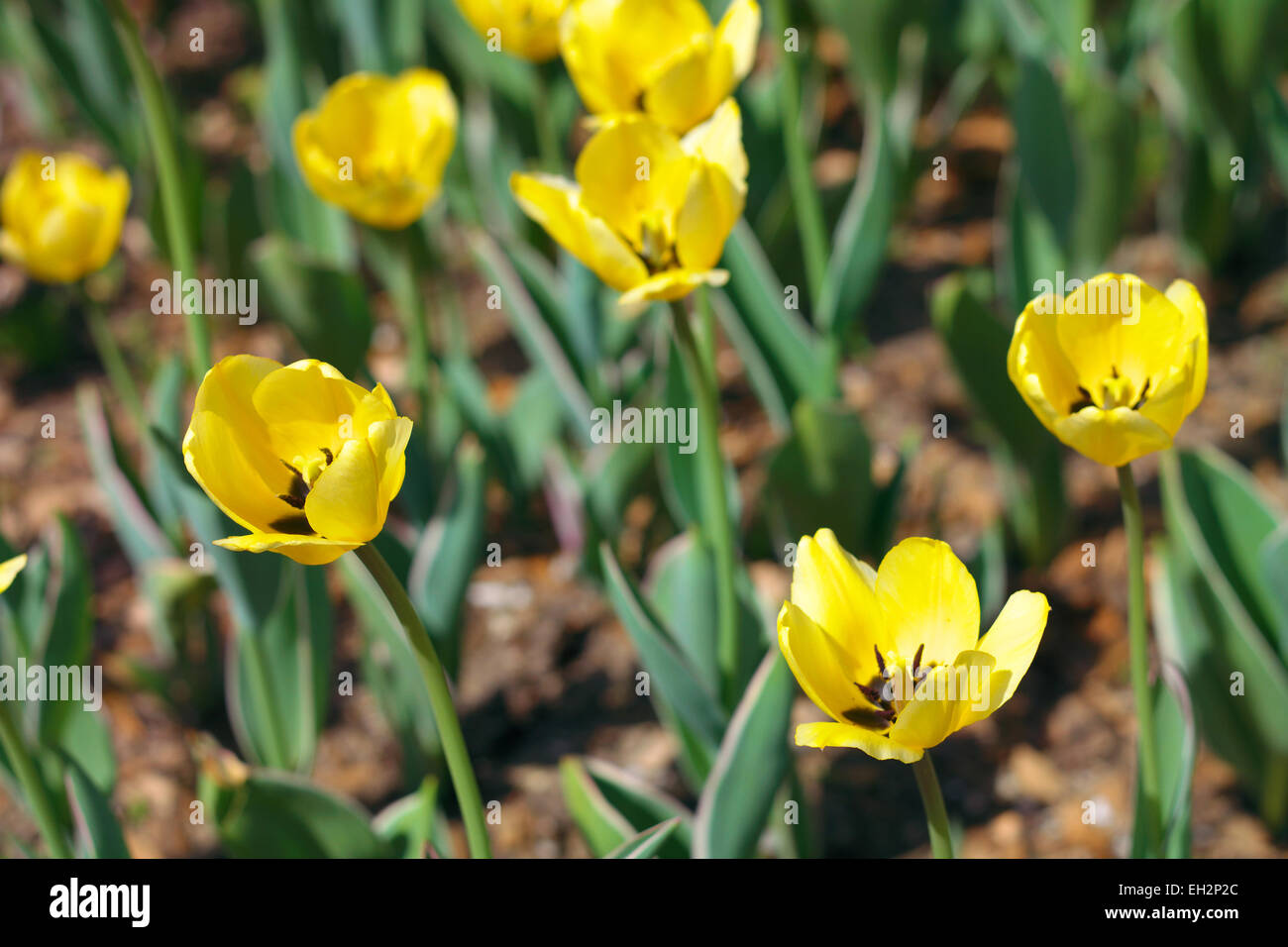yellow tulip at spring Stock Photo - Alamy