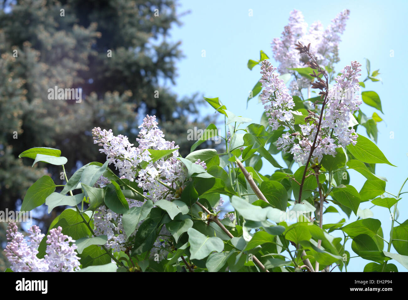 Lilac at Spring Stock Photo - Alamy