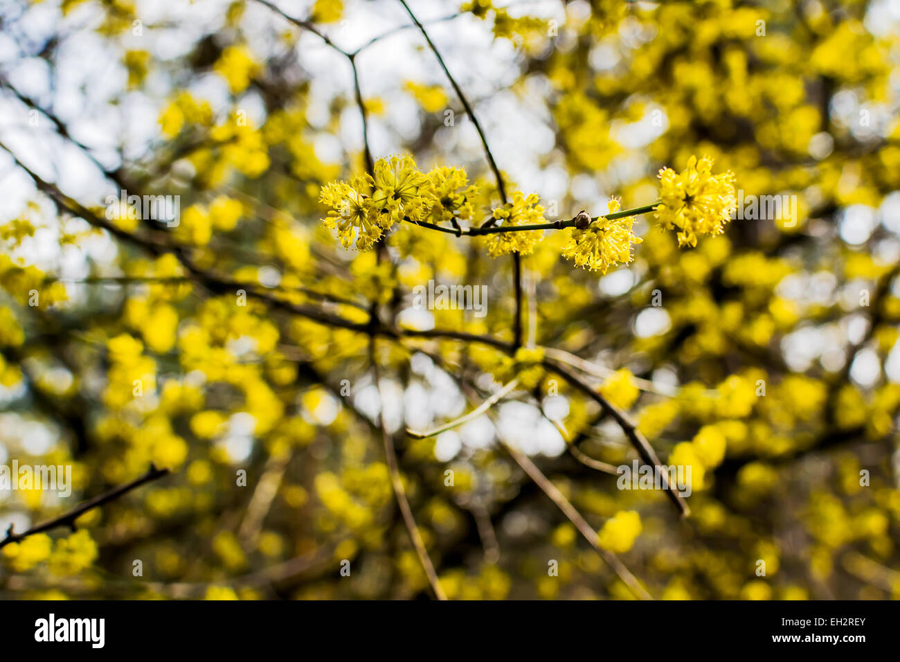 Flowering dogwoods - Cornus mas , Cornelian cherry, European cornel ...