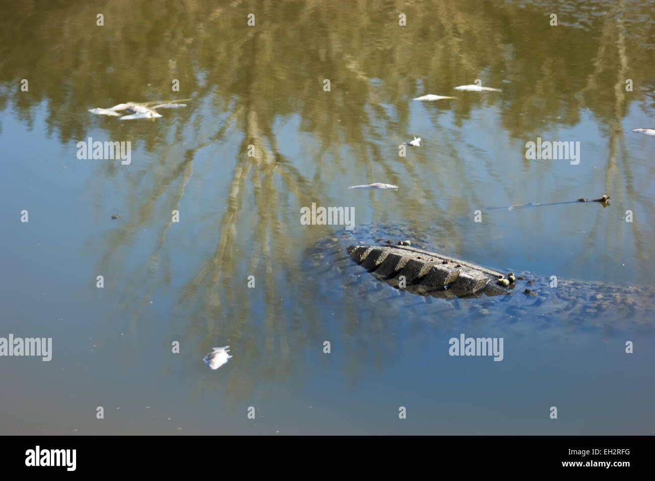 dead fish in the polluted lake Stock Photo - Alamy