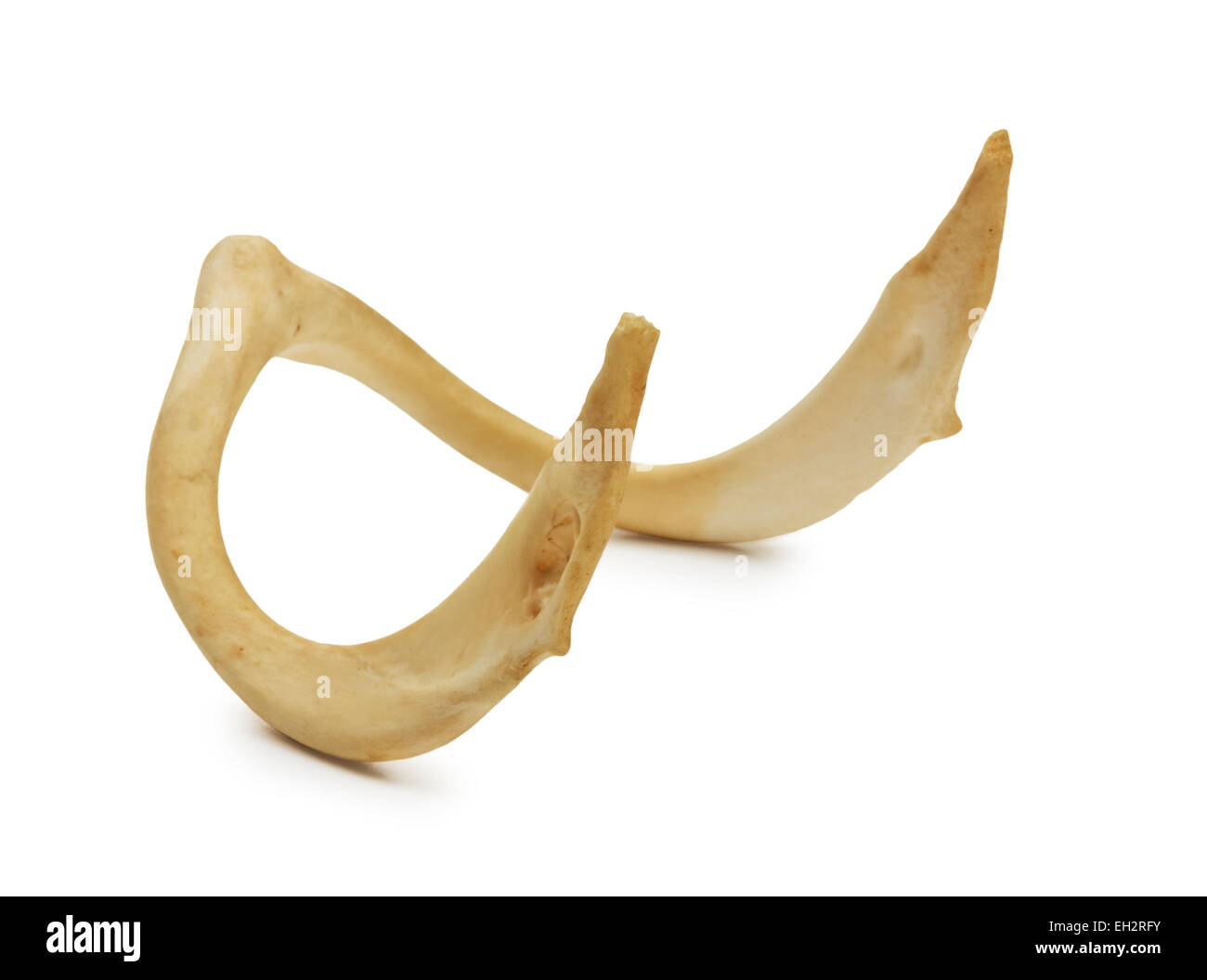 old bone of an animal isolated on a white background Stock Photo - Alamy