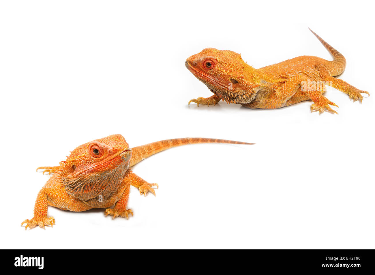 bearded dragon (pogona vitticeps Stock Photo - Alamy