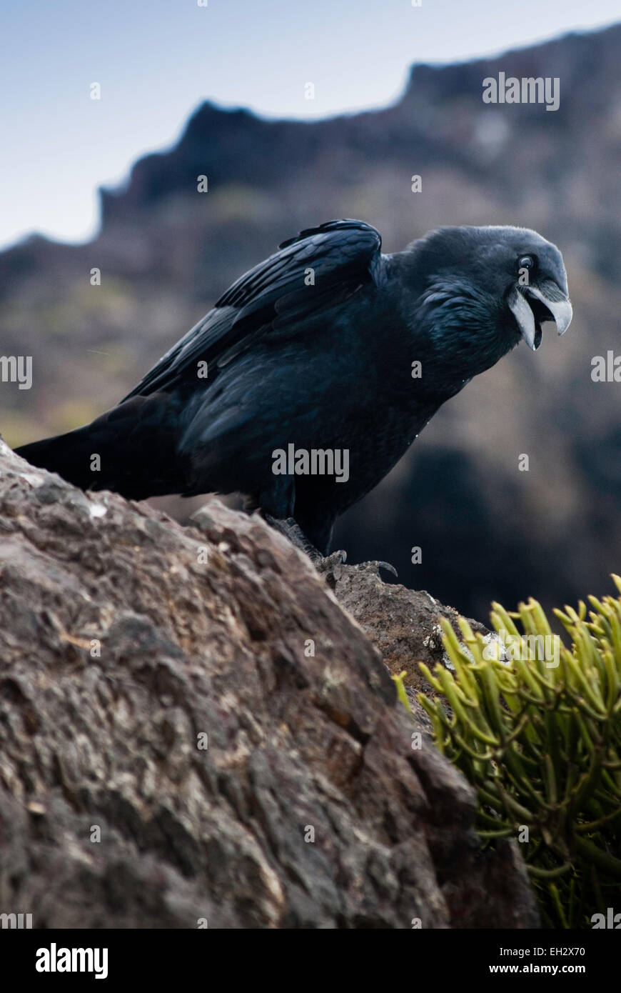 Raven cawing from cliff edge Stock Photo - Alamy
