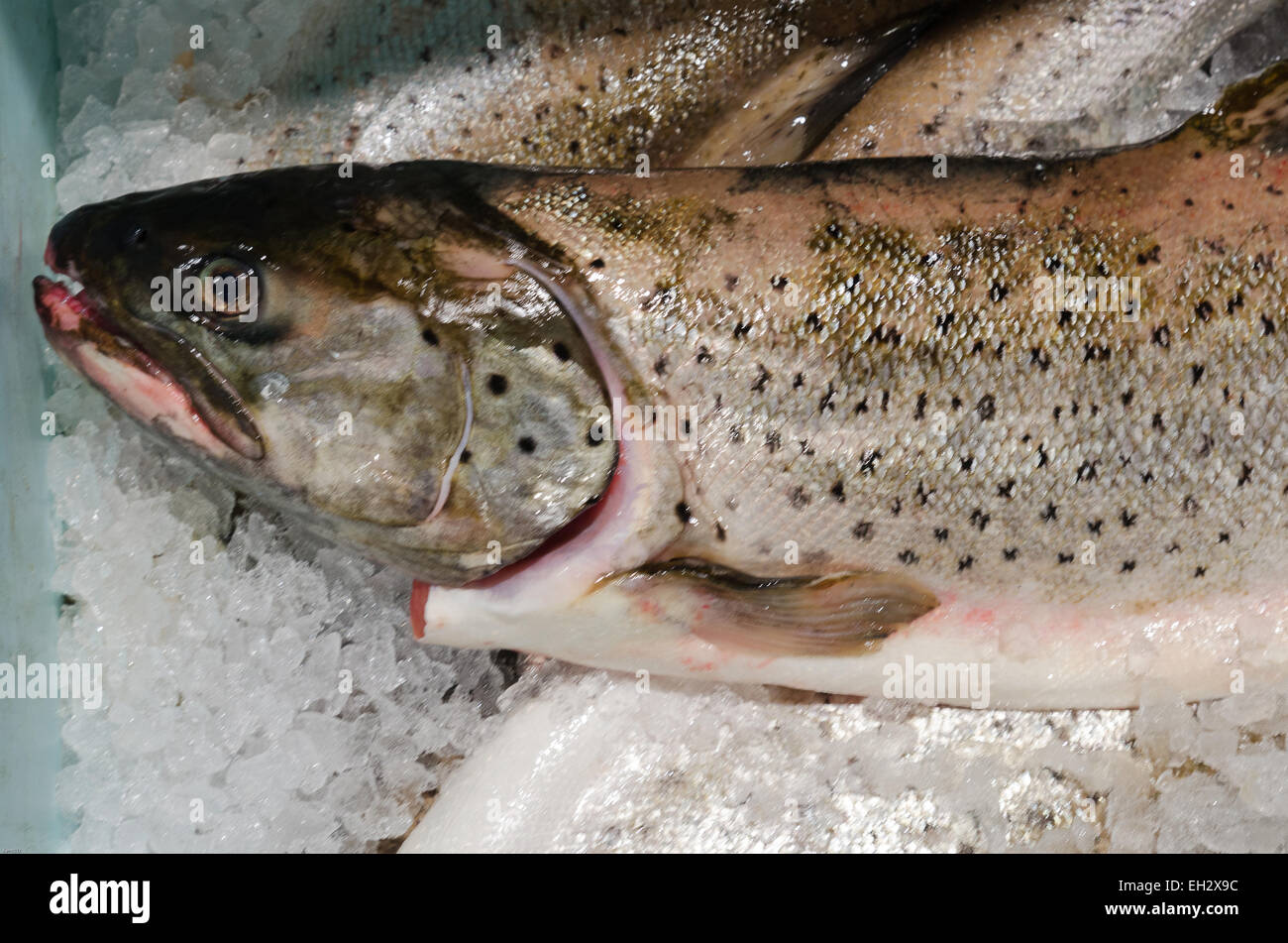 A big fish on ice its a Salmon a great fish to eat Stock Photo - Alamy