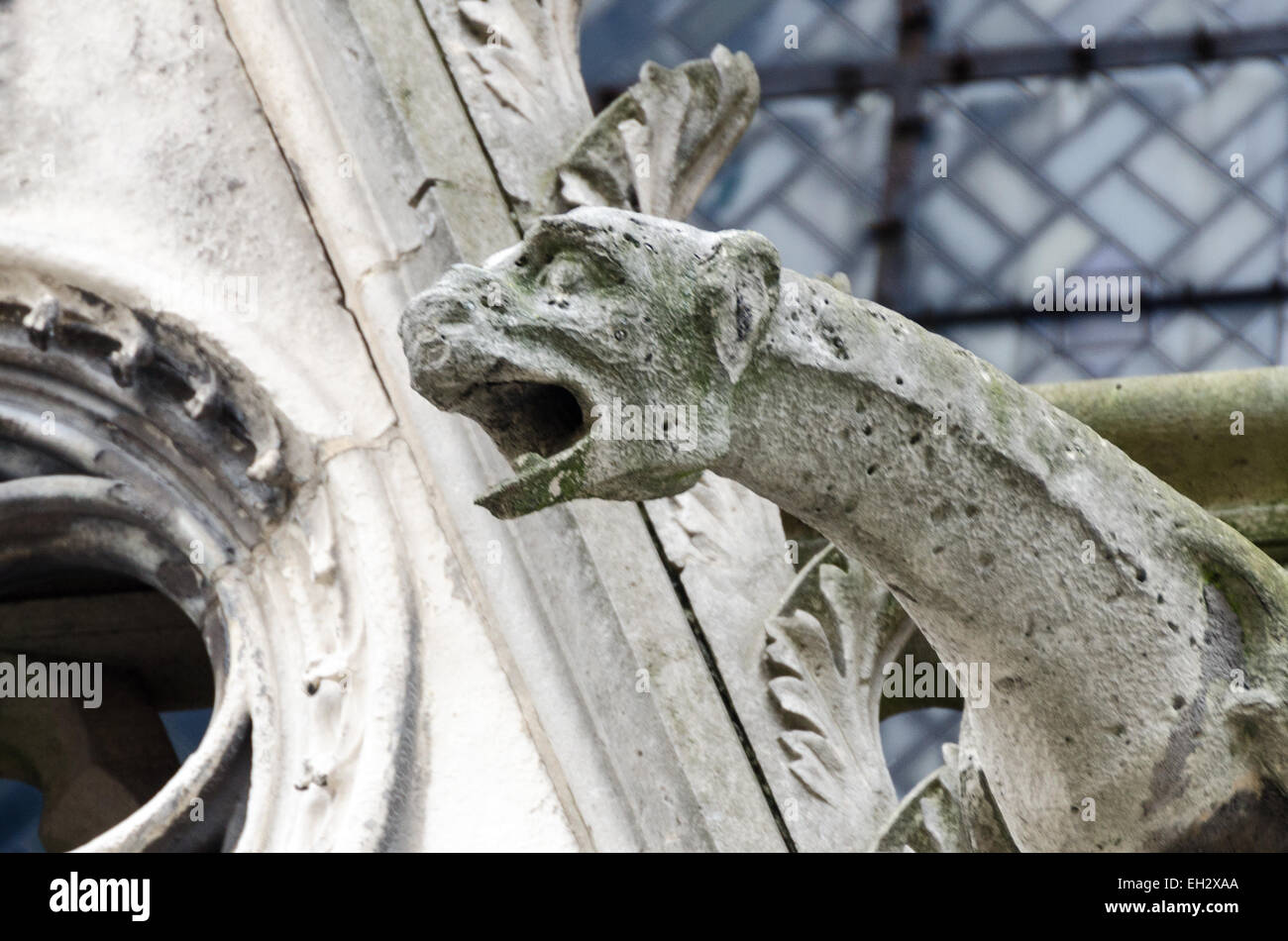 A curved gargoyle rainspout on Nôtre Dame cathedral, Paris, France ...