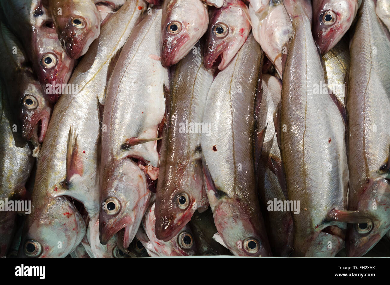 a tasty and very god food fish in the family of codfish the name is ...