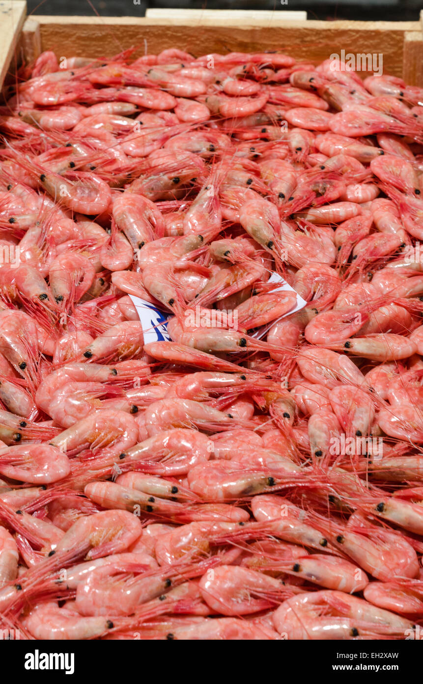 a box of shrimp a very delicisus animal who live in salt water Stock ...