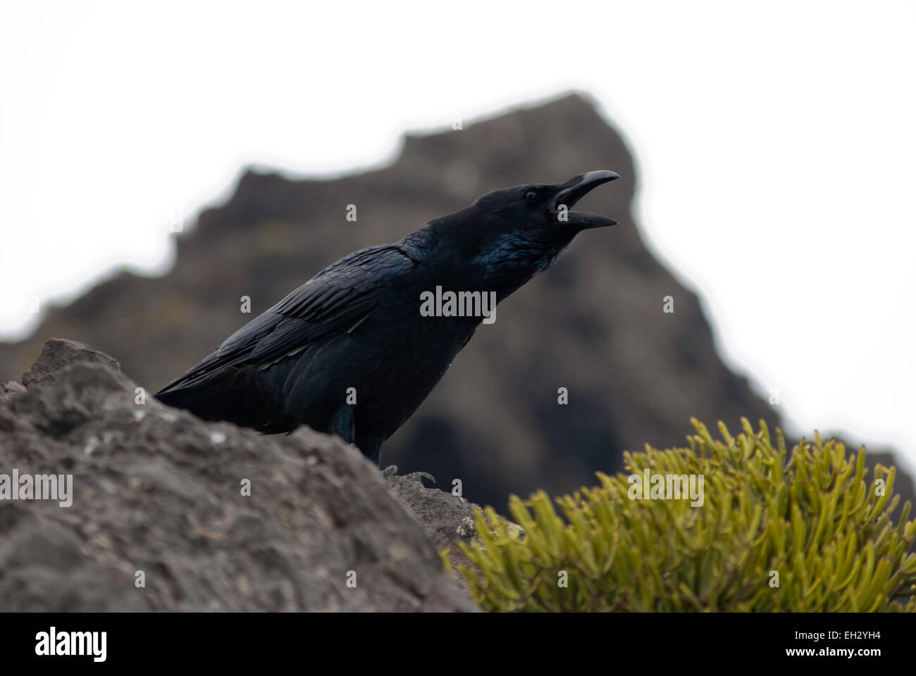 Raven cawing cliff rock hi-res stock photography and images - Alamy