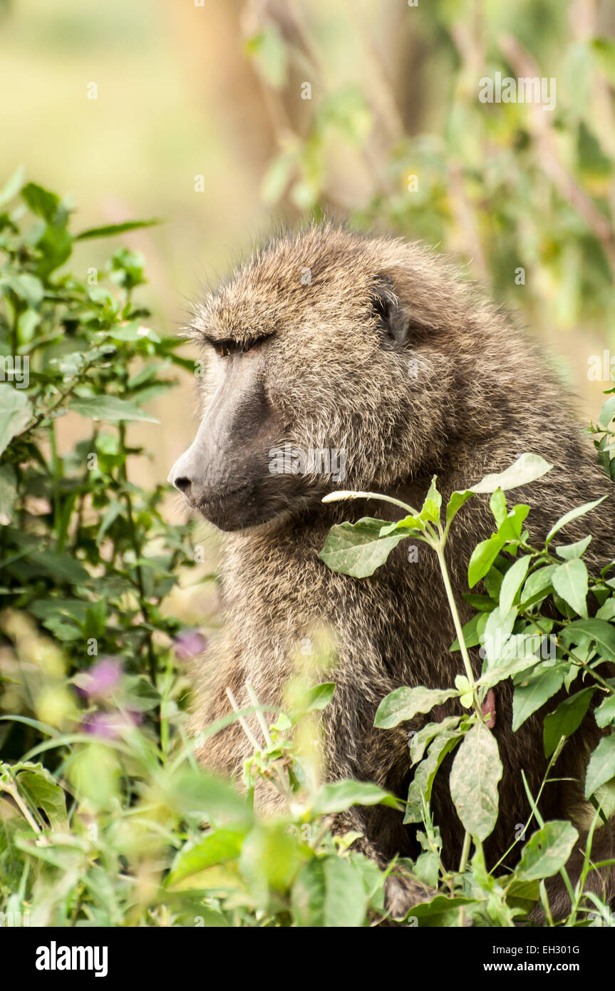An Olive Baboon sits in the lush bush, just staring in to the distance ...