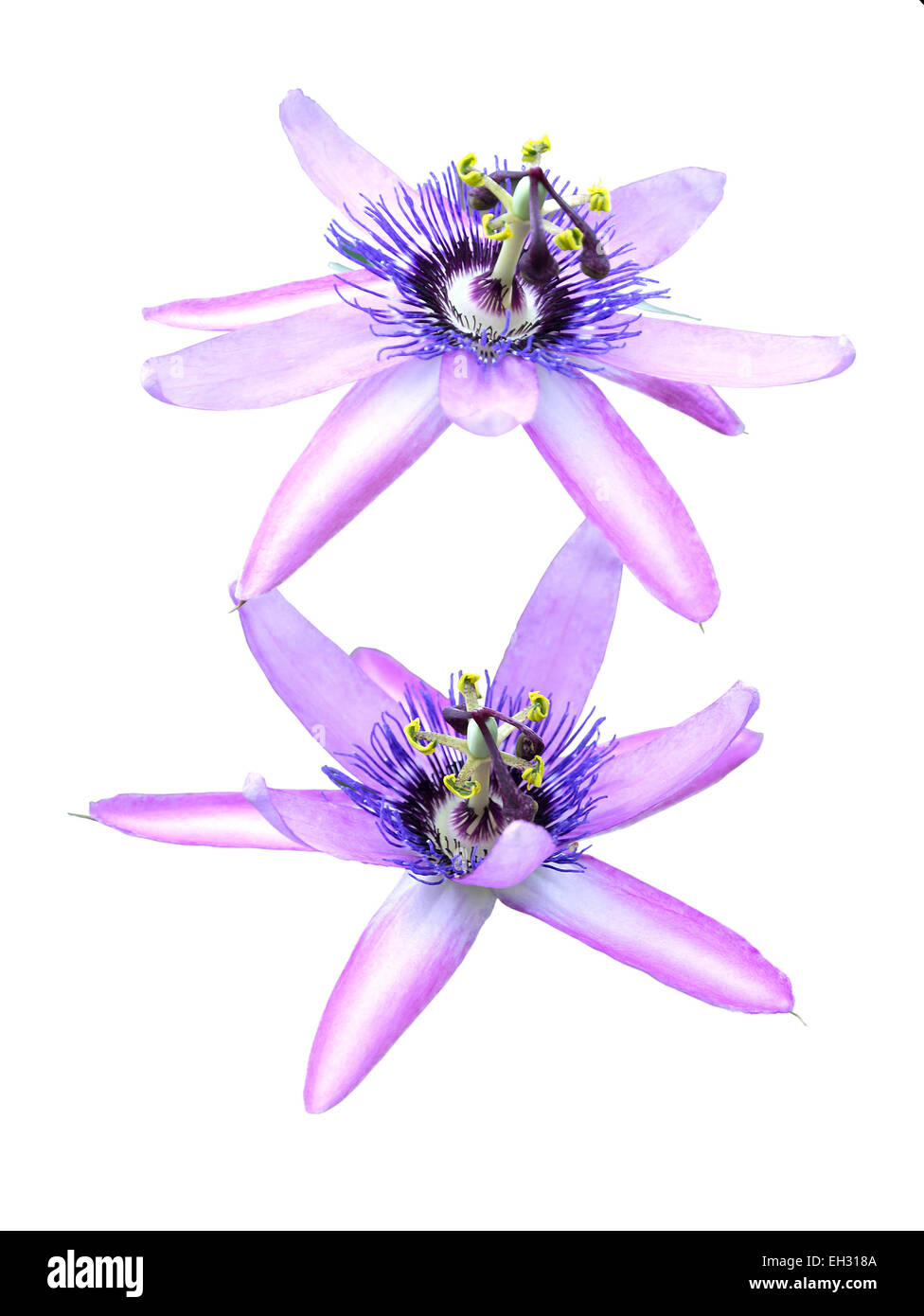Two passion flowers isolated on white Stock Photo - Alamy