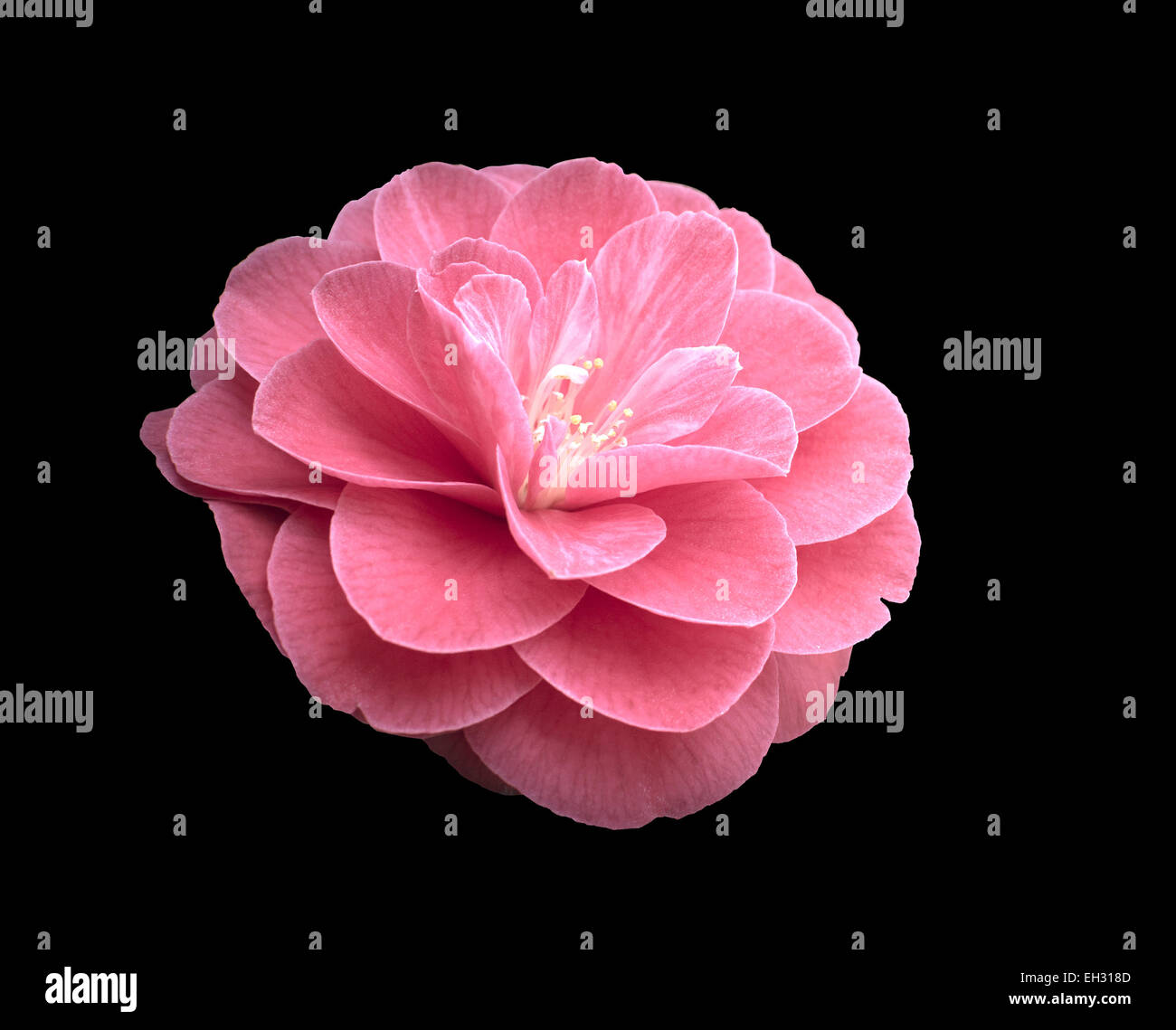 Bright pink camellia hi-res stock photography and images - Alamy
