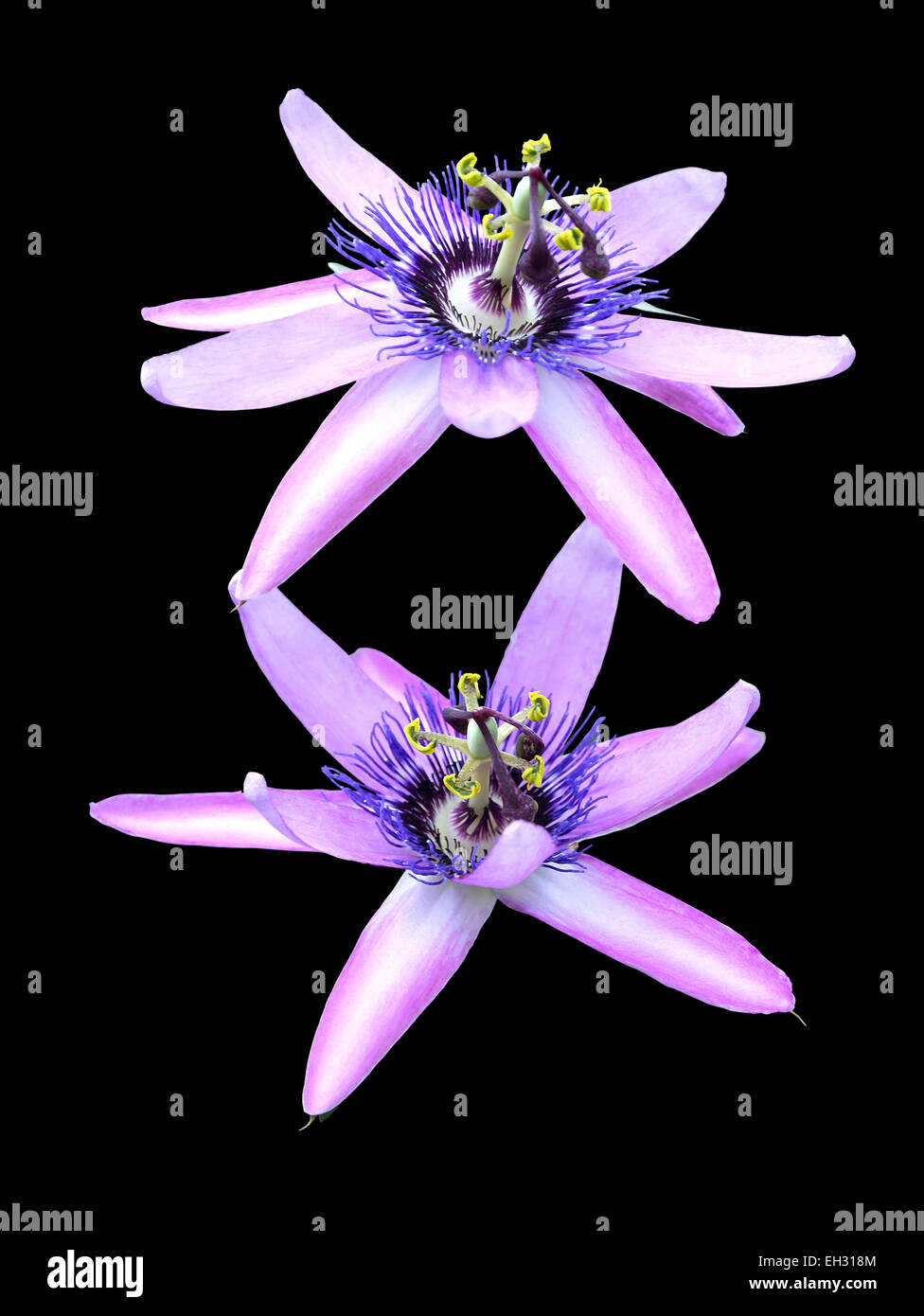Two passiflora flowers hi-res stock photography and images - Alamy