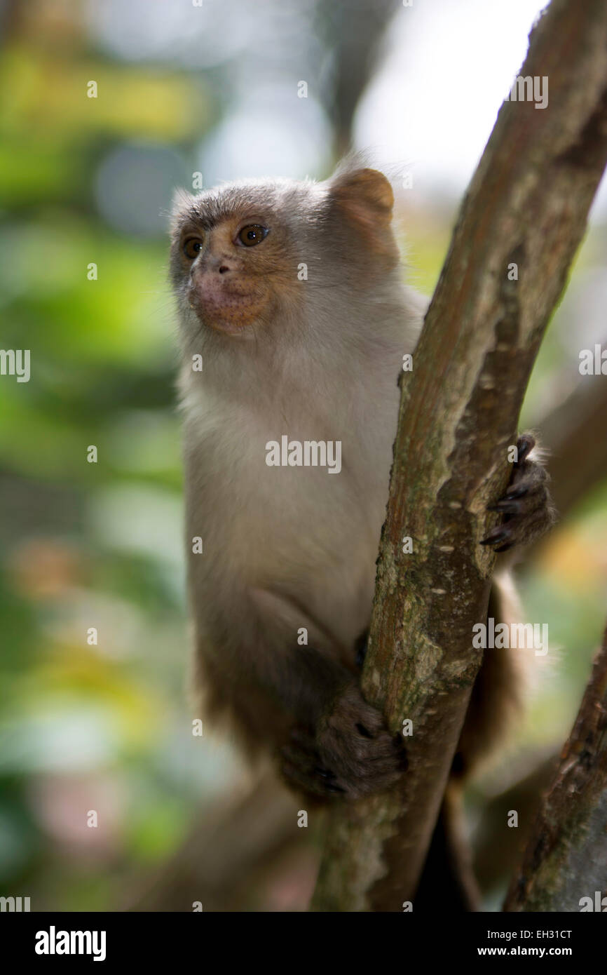 Marmoset monkey hi-res stock photography and images - Alamy