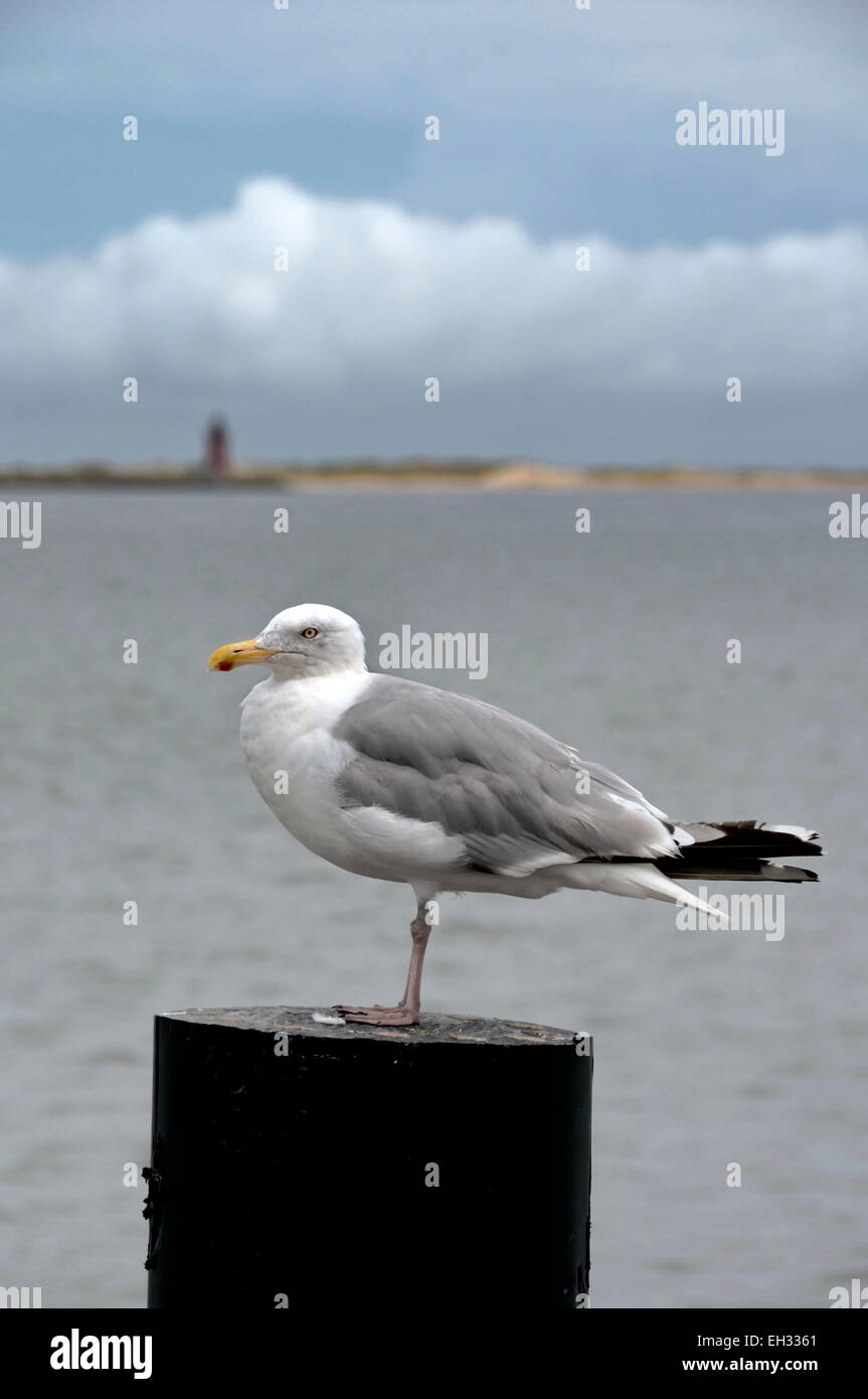 Seagull on harbor piling Stock Photo - Alamy