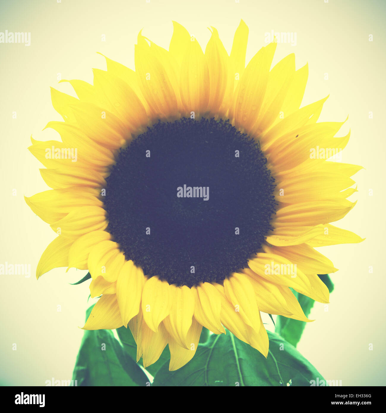 Small sunflower plant hi-res stock photography and images - Alamy