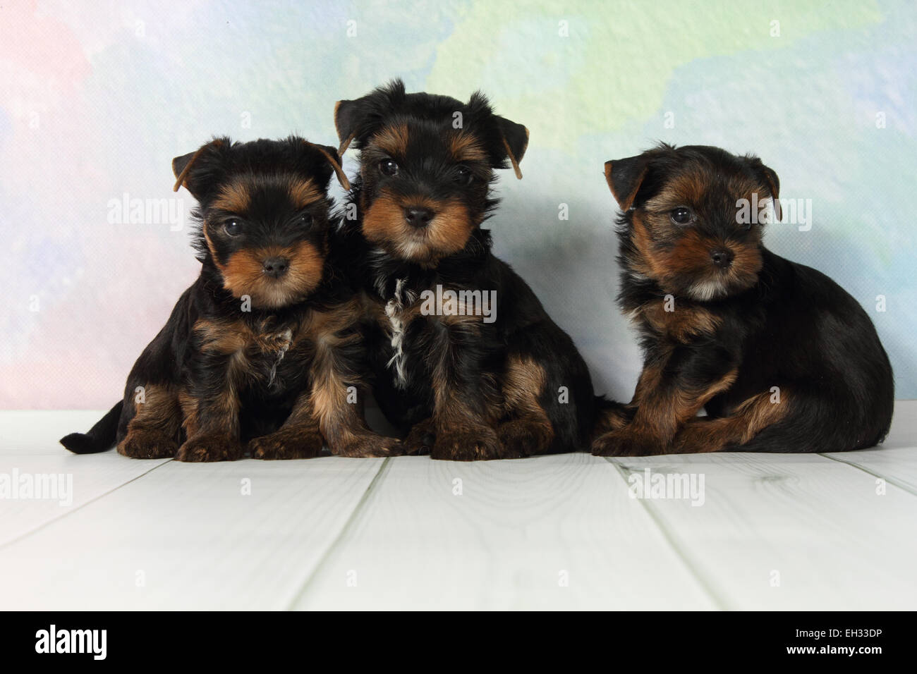 Three puppies Yorkshire terrier Stock Photo - Alamy