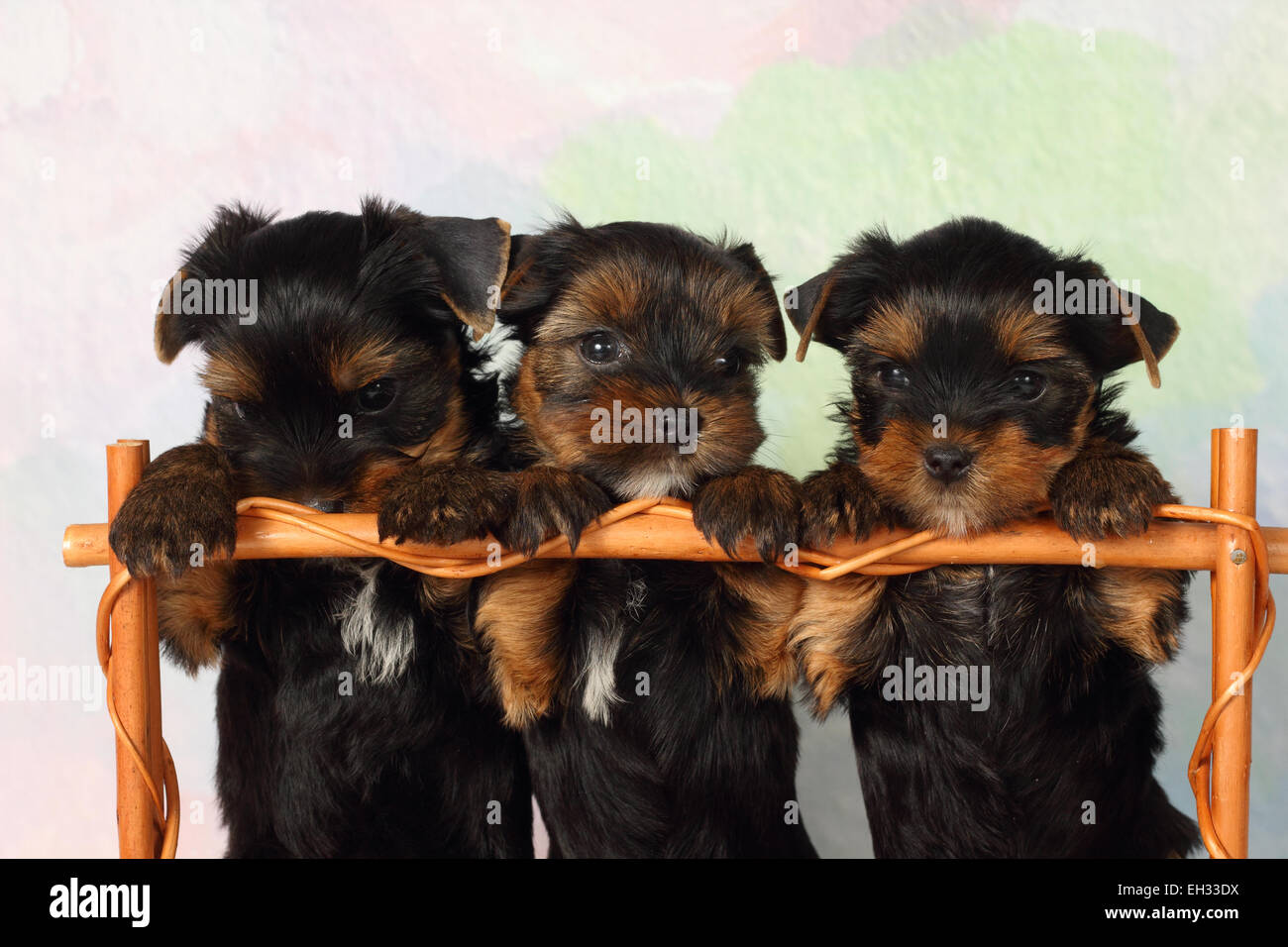 Three puppies Yorkshire terrier Stock Photo - Alamy