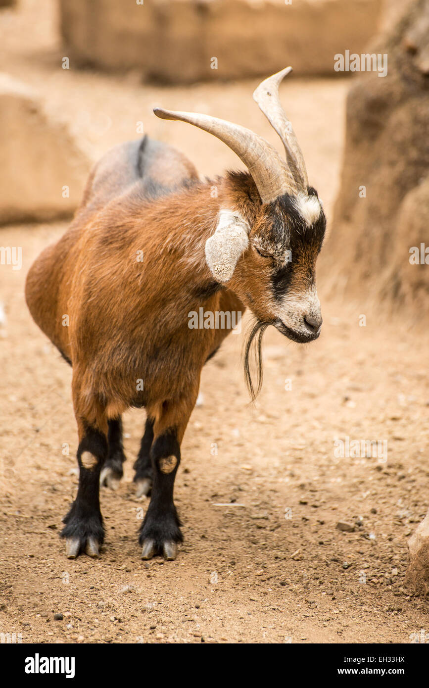 Billy Goat Beard Horns Stock Photos & Billy Goat Beard Horns Stock ...