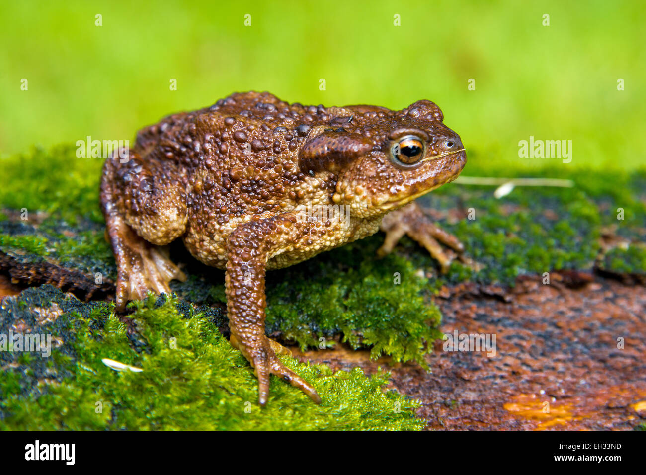 European Common Toad sitting on moss Stock Photo - Alamy