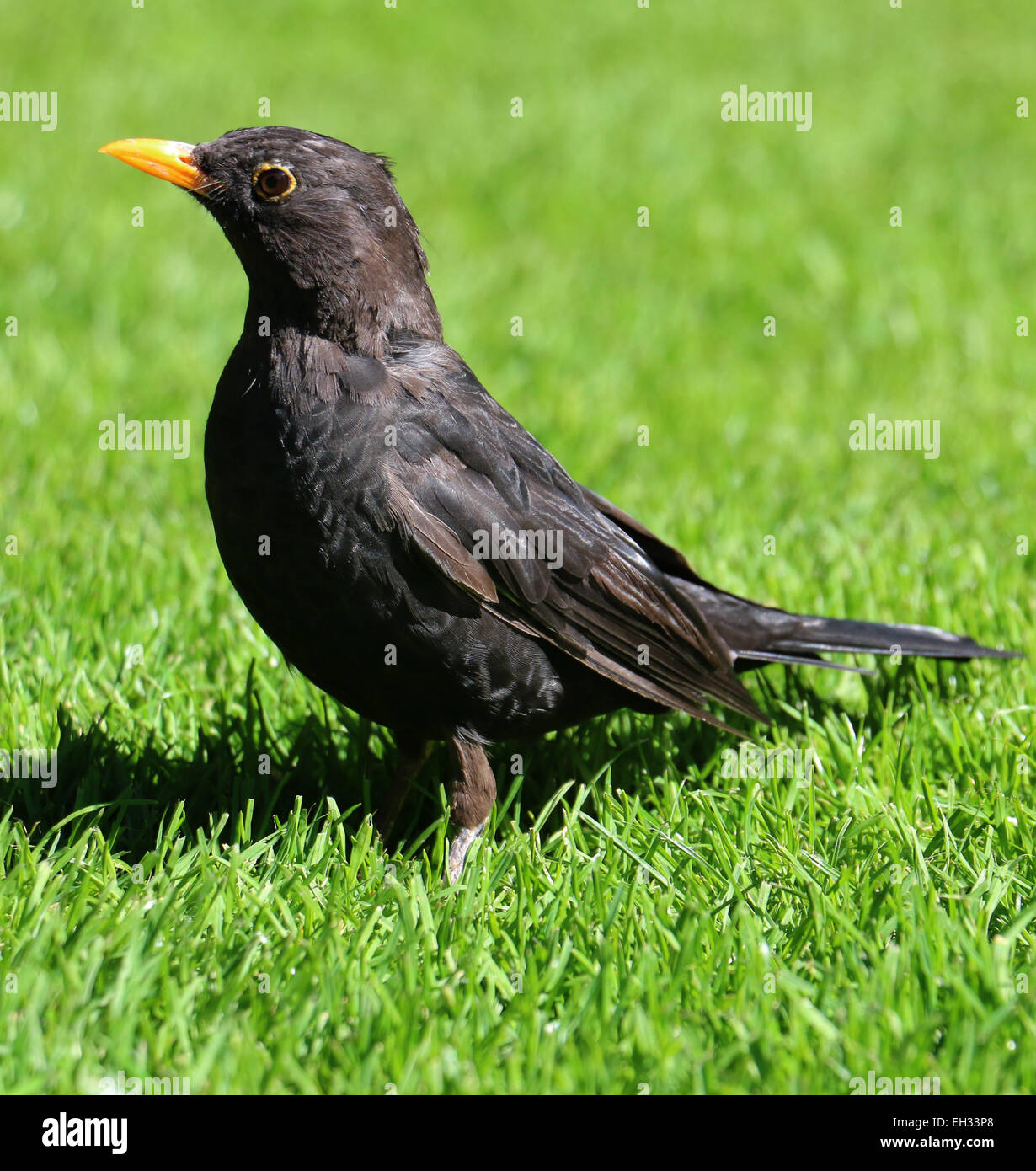 European blackbird in lawn New Zealand Stock Photo - Alamy