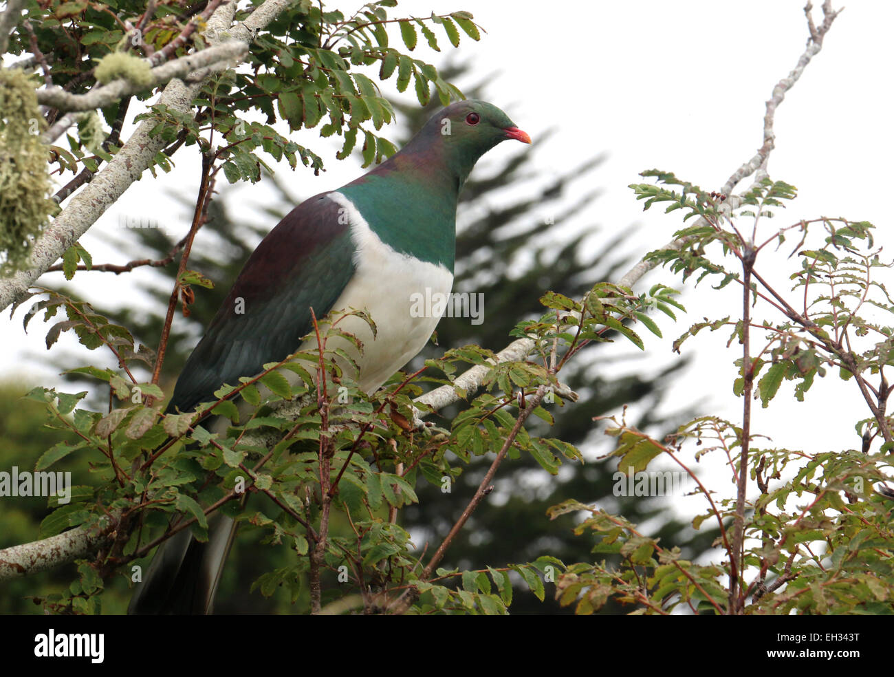New Zealand pigeon preening, New Zealand Stock Photo - Alamy