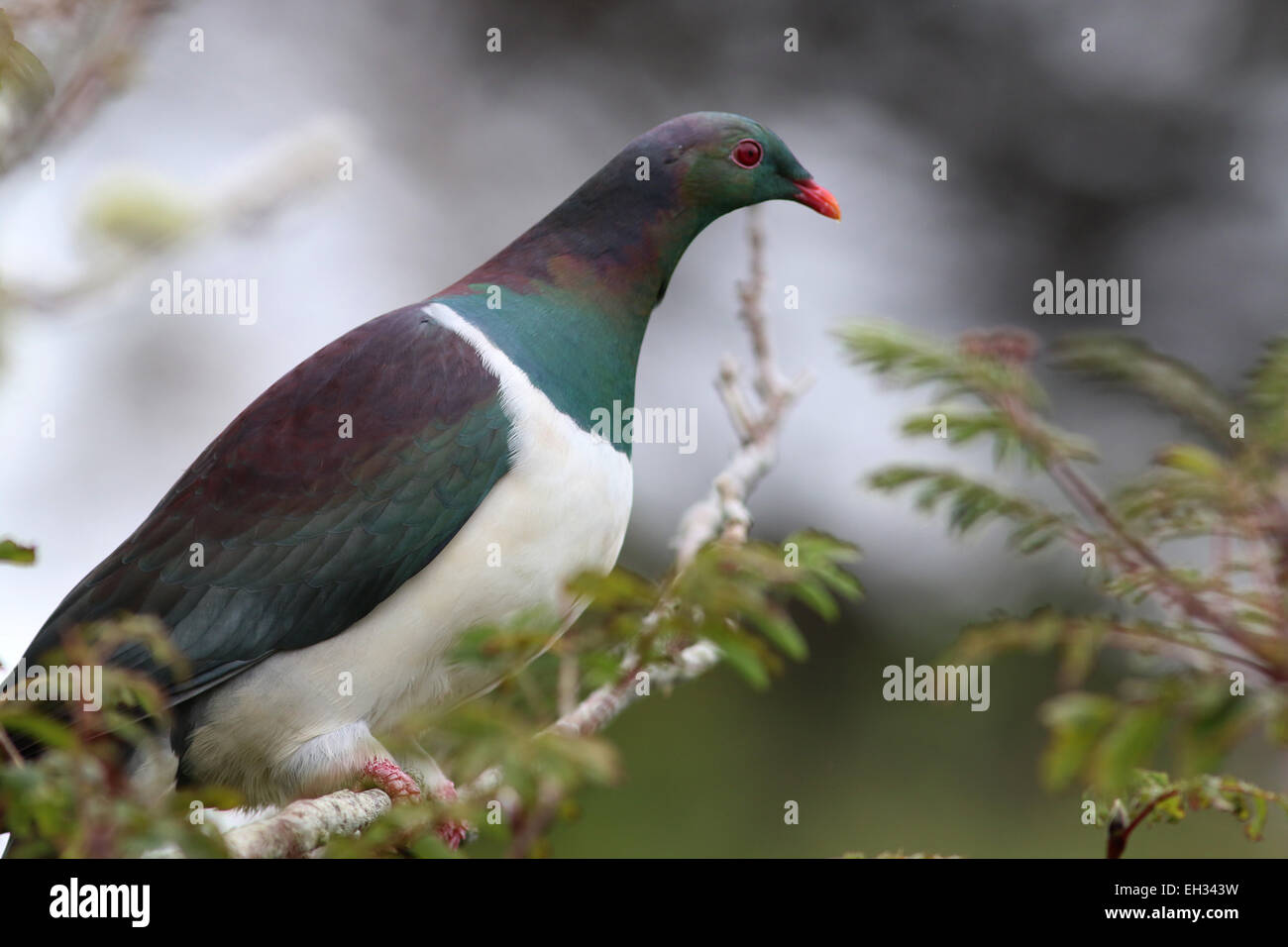 New Zealand pigeon preening, New Zealand Stock Photo - Alamy