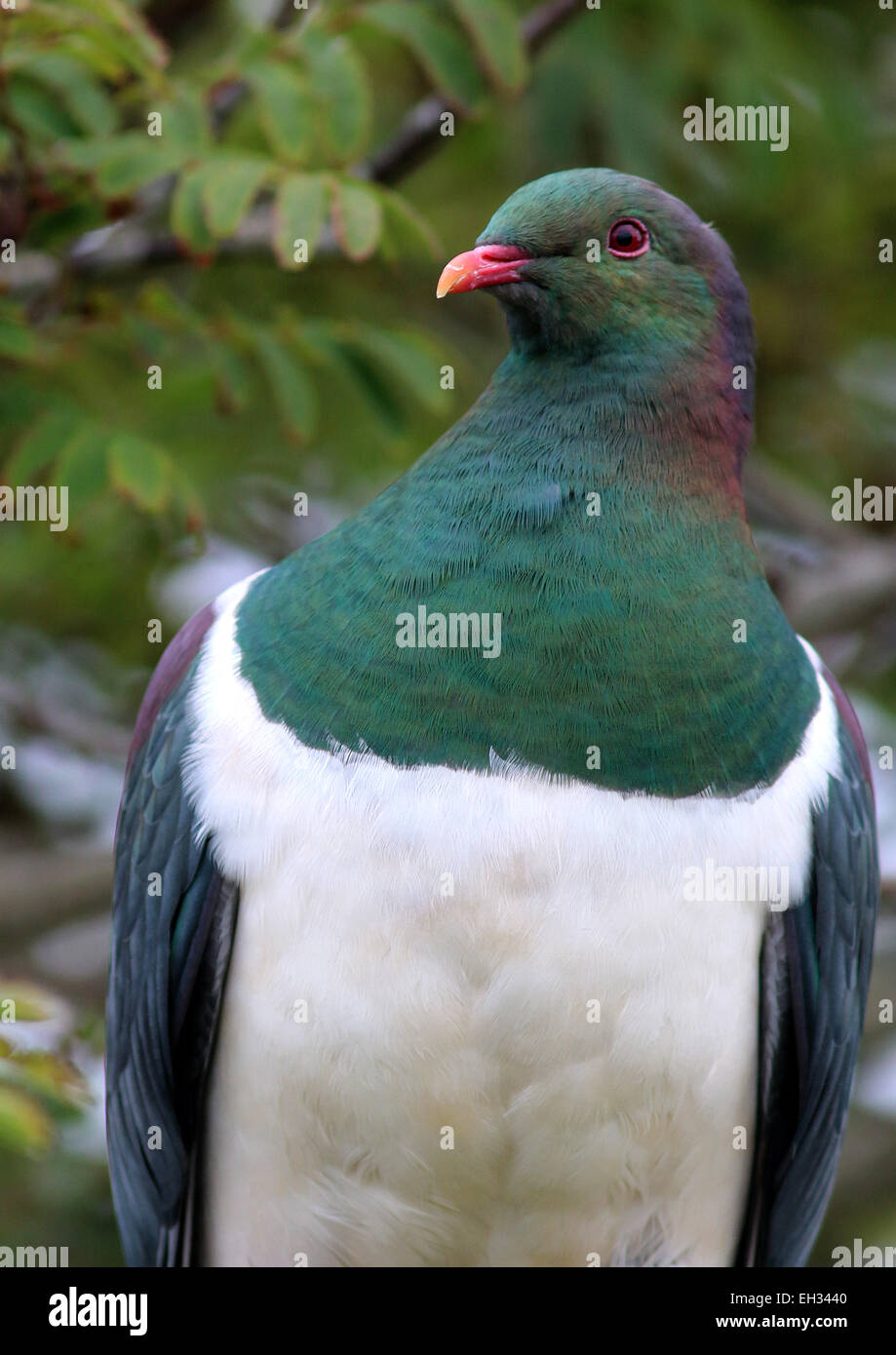 New Zealand pigeon preening, New Zealand Stock Photo - Alamy