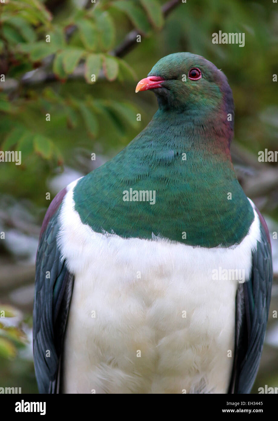 New zealand native pigeon hi-res stock photography and images - Alamy