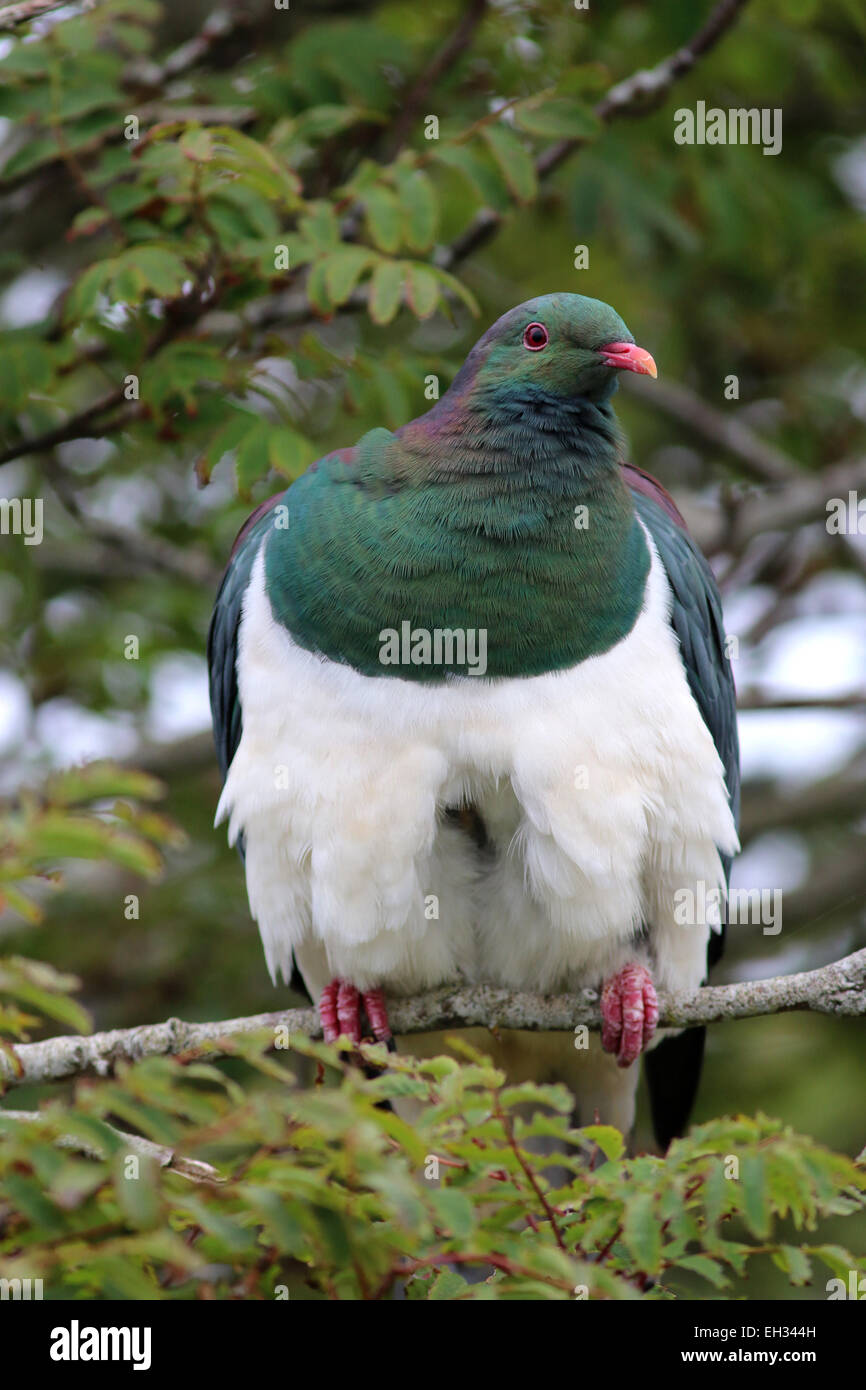 New Zealand pigeon preening, New Zealand Stock Photo - Alamy