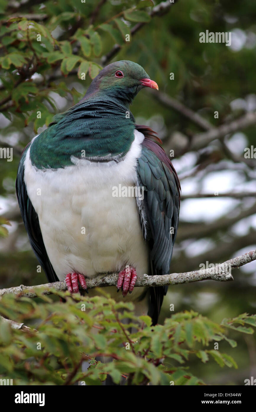 New Zealand pigeon preening, New Zealand Stock Photo - Alamy