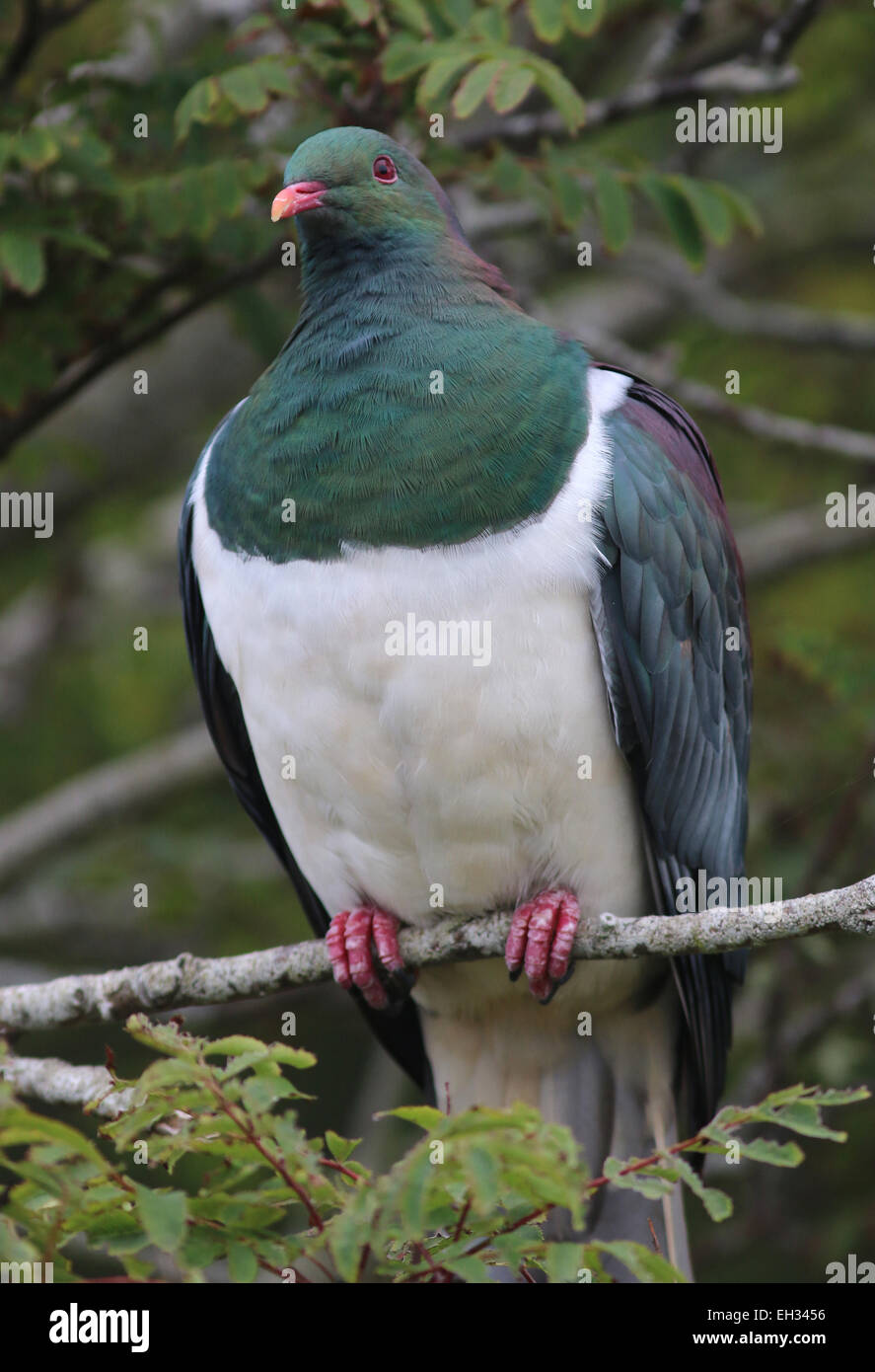 Preening pigeon hi-res stock photography and images - Alamy